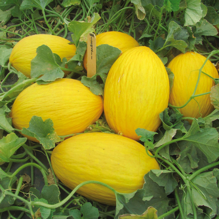 Hybrid Melon - UnigenSeedsItaly EN