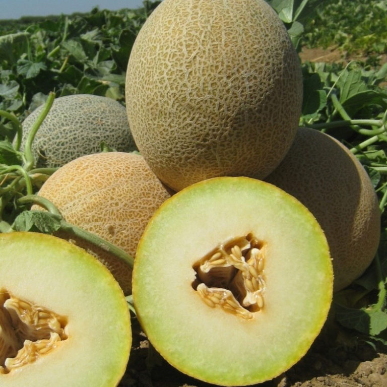 Hybrid Melon - UnigenSeedsItaly EN