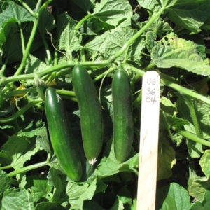 PRINCESS F1 - UnigenSeedsItaly EN