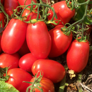 Hybrid Tomato Processing Pear - UnigenSeedsItaly EN