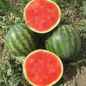 Hybrid Watermelon Triploid / Seedless - UnigenSeedsItaly EN