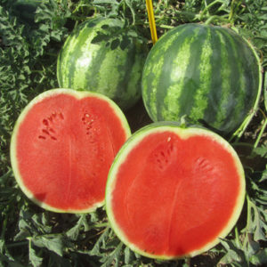 Hybrid Watermelon Triploid / Seedless - UnigenSeedsItaly EN