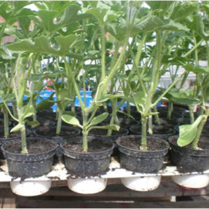 UG 29 A F1-Rootstock for melon and watermelon - UnigenSeedsItaly EN