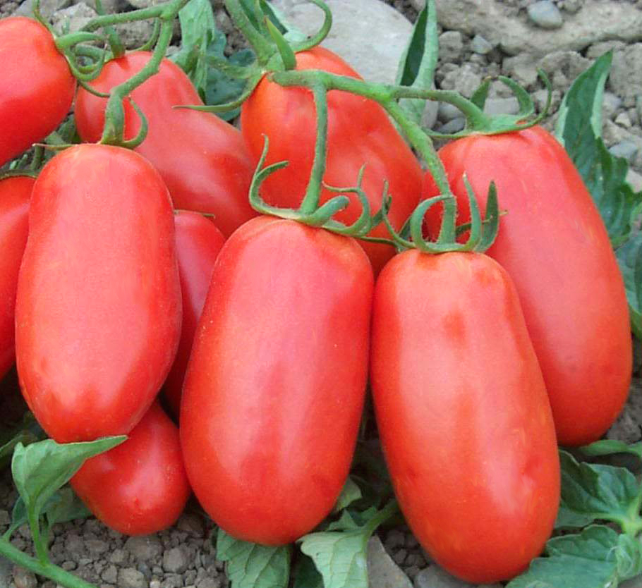 Hybrid Tomato Processing Pear - UnigenSeedsItaly EN