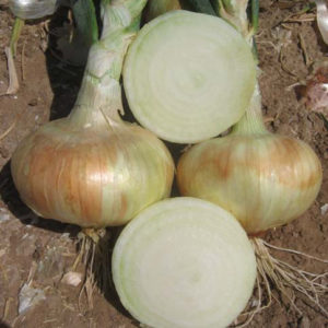 YELLOW GRANEX F1 - UnigenSeedsItaly EN