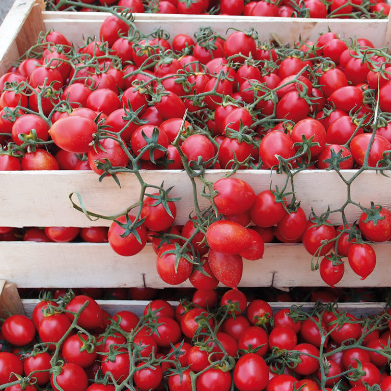 CESARINO F1 - UnigenSeedsItaly IT